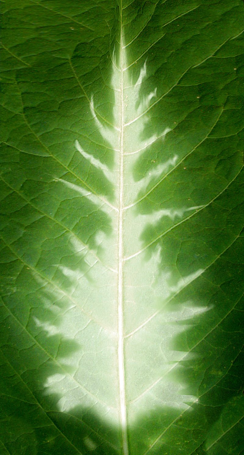 Arch41 063 leaf — Postimages