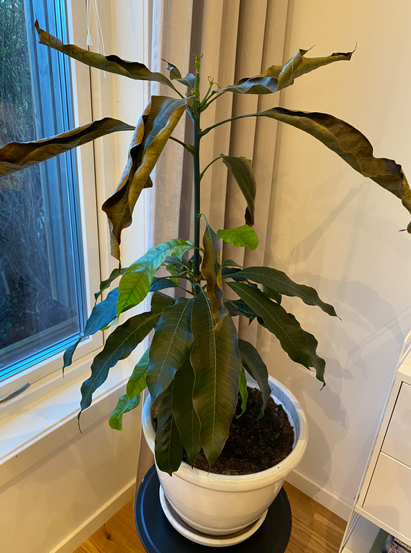 2 mango now — Postimages