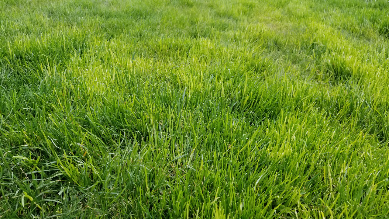 Tenacity bleaching help? What to do next..? | Lawn Care Forum
