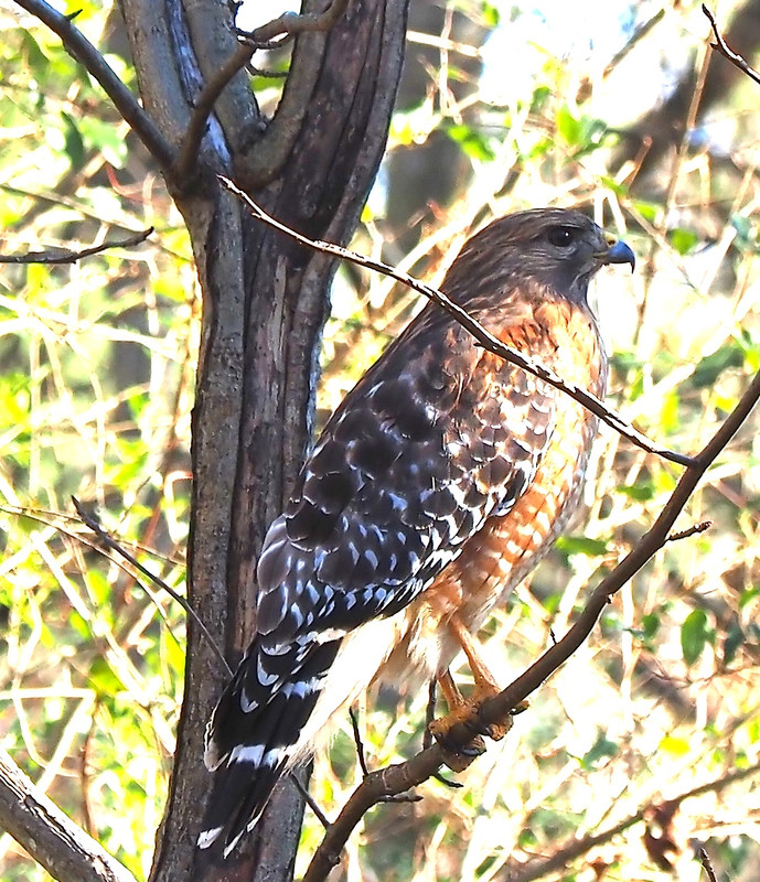 Re: Neighborhood Thug - The Amphitheatre Forum - TigerNet