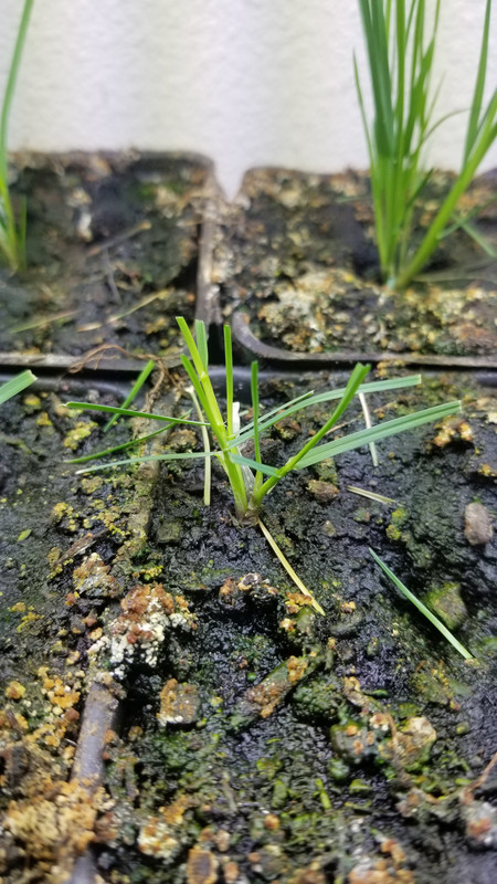 The Great Grass Experiment - Week 4 : r/lawncare