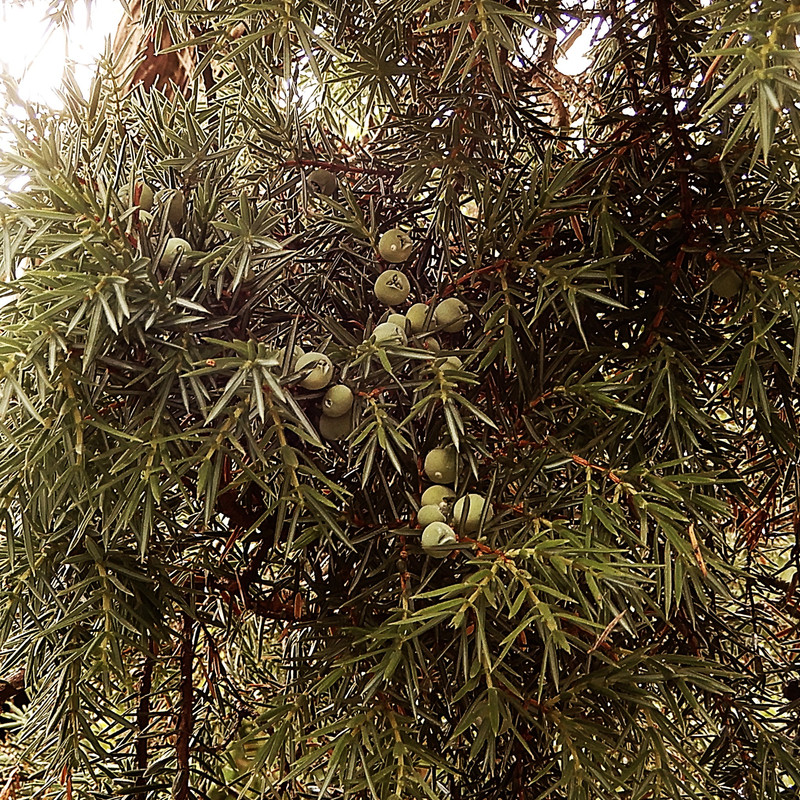 Juniper Berry 2024 09 08 018 — Postimages