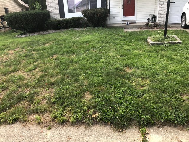 can i rescue my lawn? | Lawn Care Forum