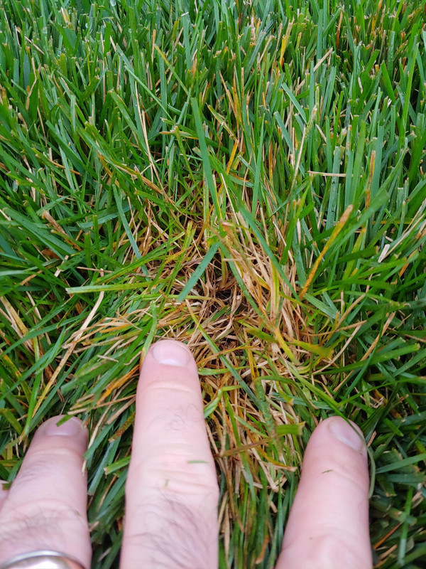 Green and Brown Turf | Lawn Care Forum