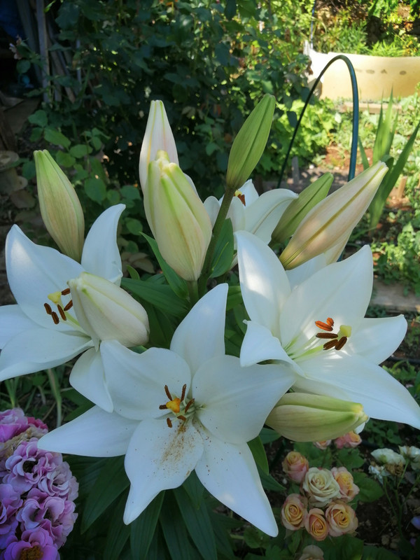 IMG 20230616 105941 — Postimages