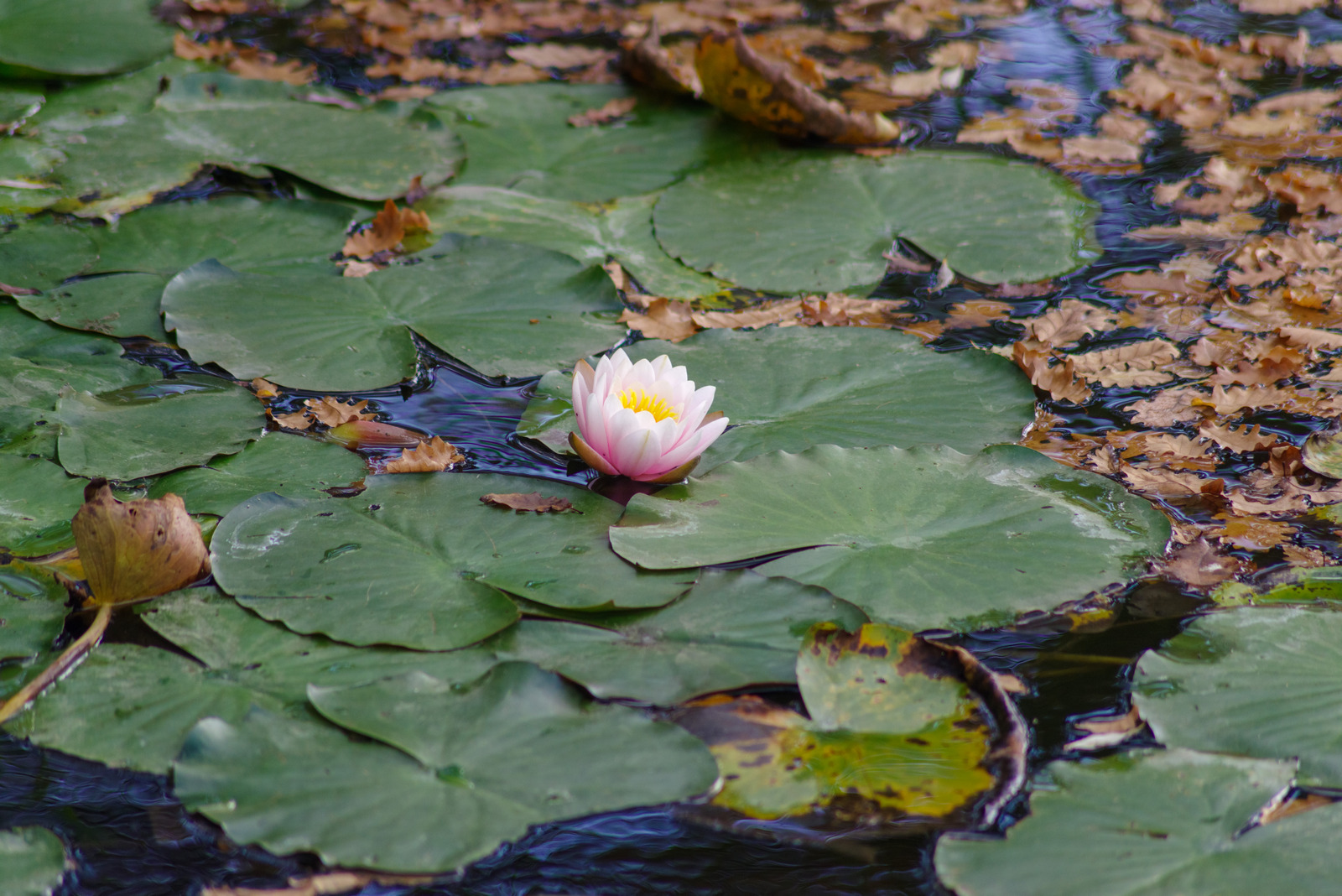 V0007789 1600 — Postimages