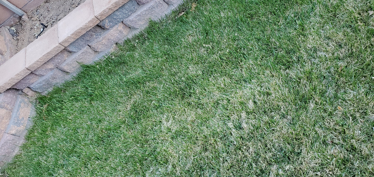 Lawn Advice - KBG | Lawn Care Forum