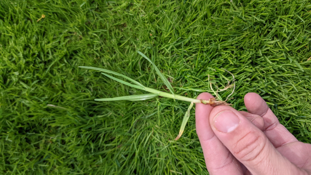 Identifying weeds and grasses massachusetts | Lawn Care Forum