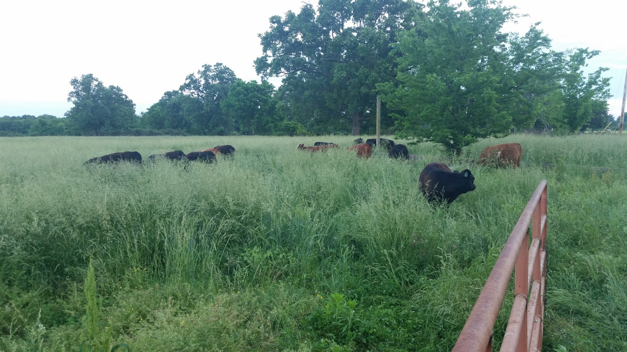 grass — Postimages