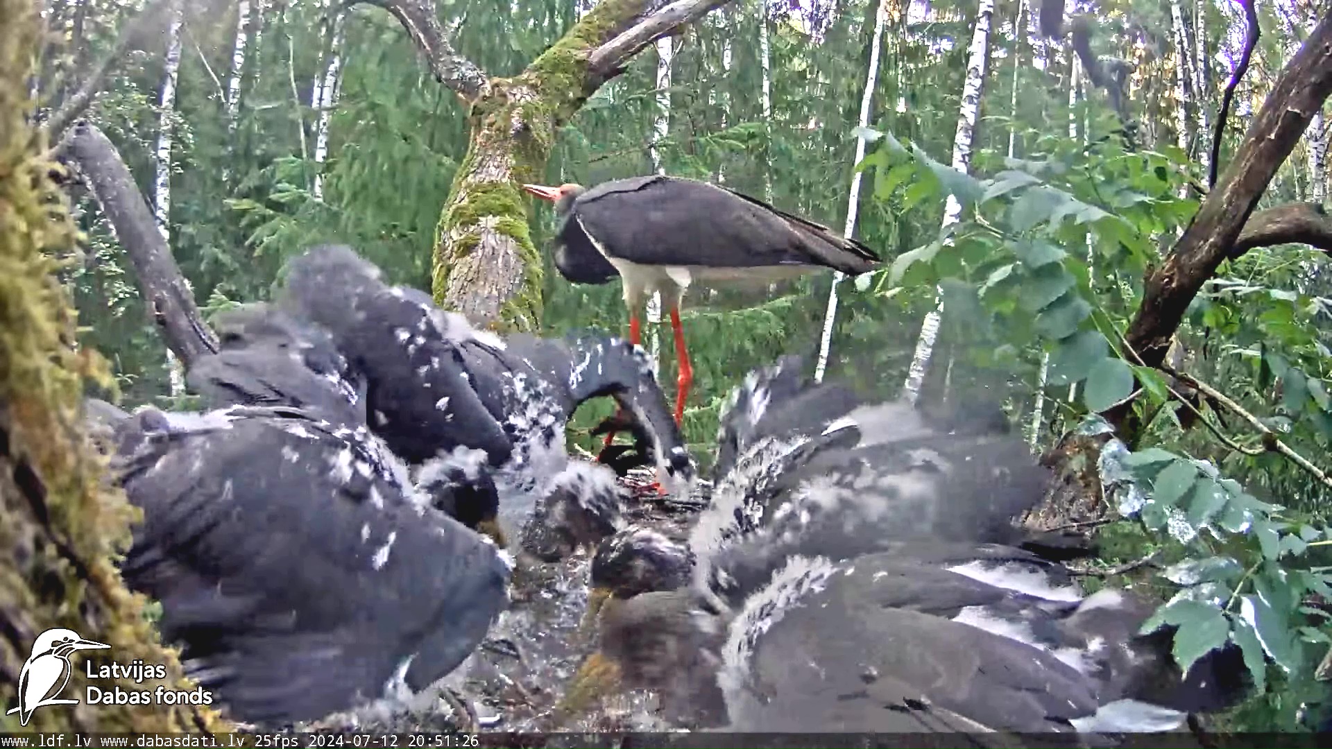 vlcsnap 2024 07 13 04h40m09s864 — Postimages