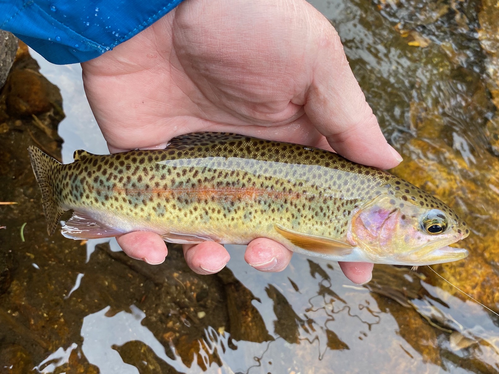 IMG 4292 — Postimages