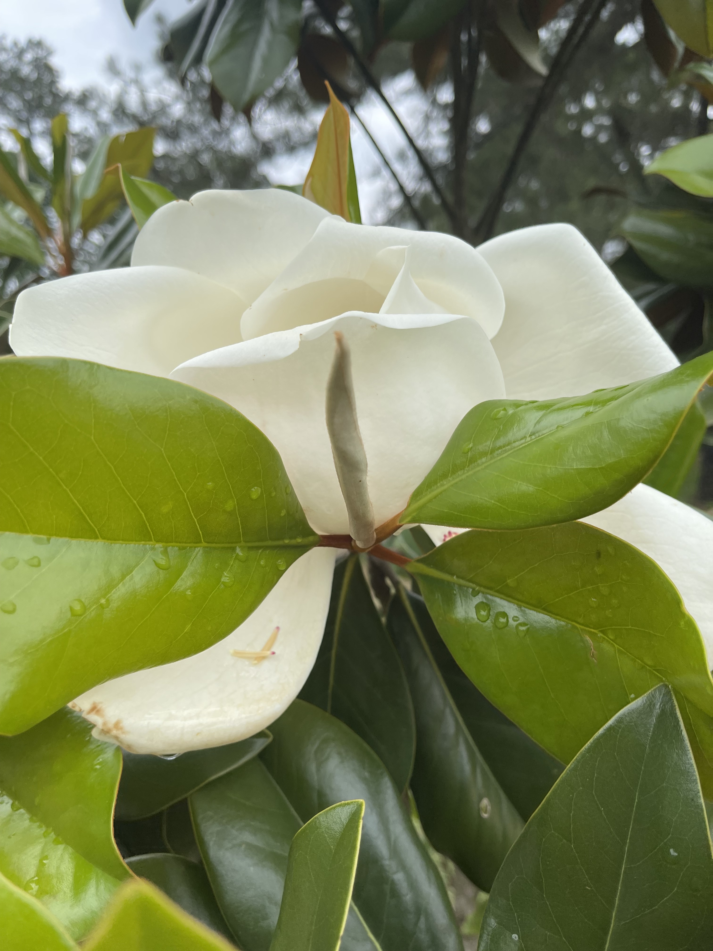 IMG 2582 — Postimages