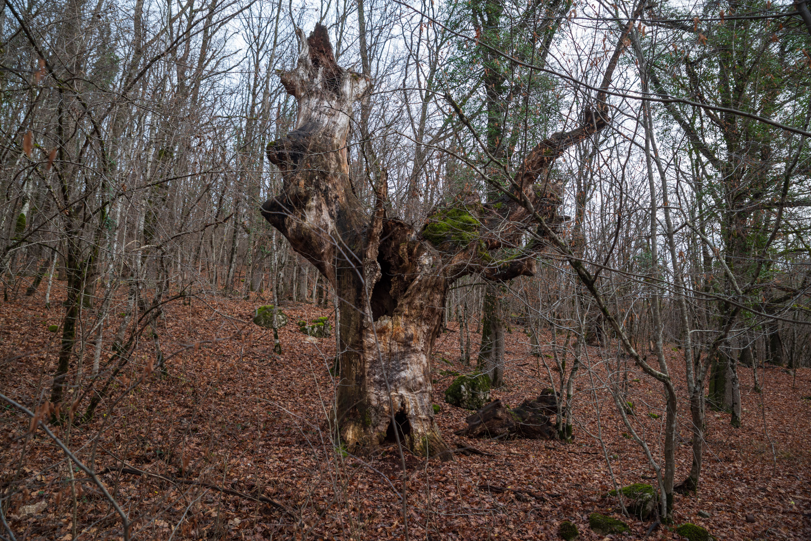 V0008031 1600 — Postimages