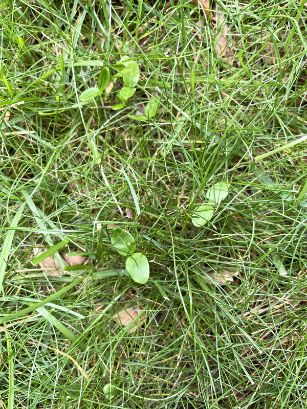 What is this two leaved weed? | Lawn Care Forum