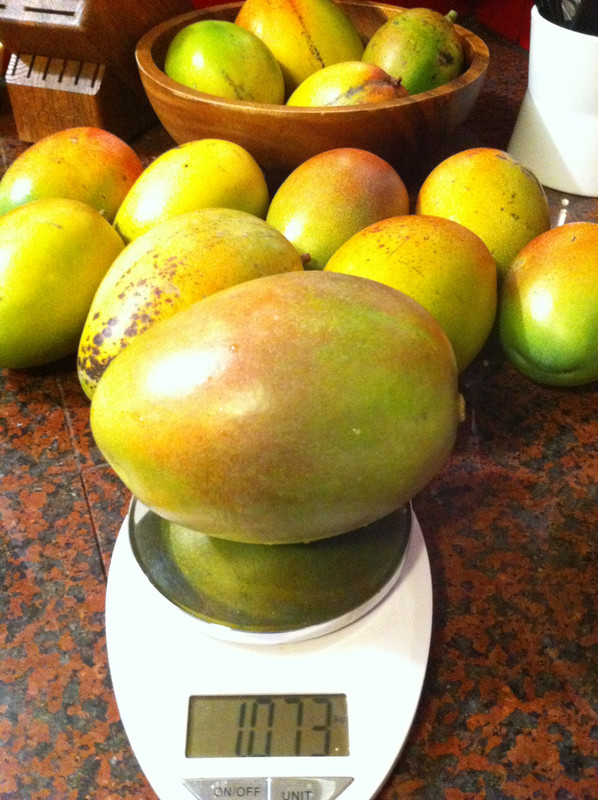 Christina's Mango 6 — Postimages