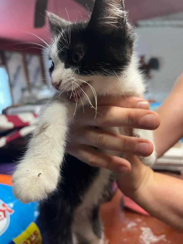 stray cat 2 — Postimages