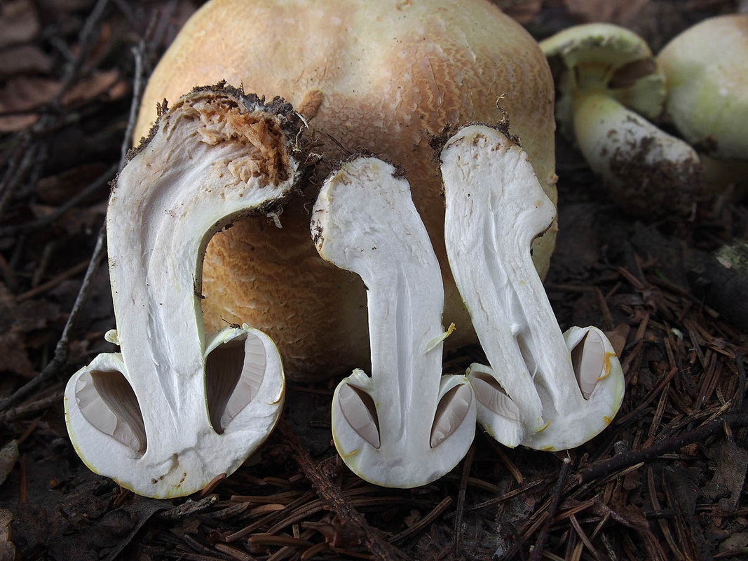 Agaricus xanthodermus 5 SAE 20201002 — Postimages