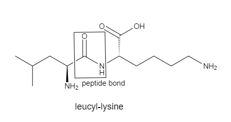 Give the structural formulas of two different dipeptides for | Quizlet