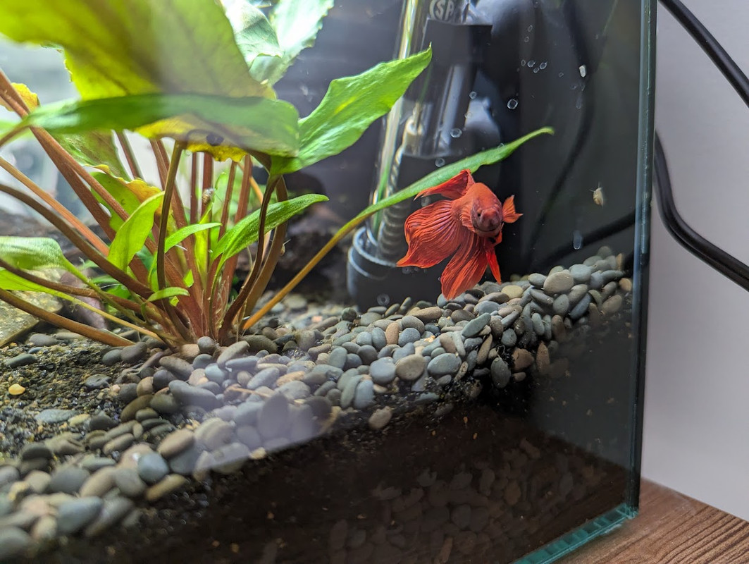 PXL 20240407 172806102 — Postimages