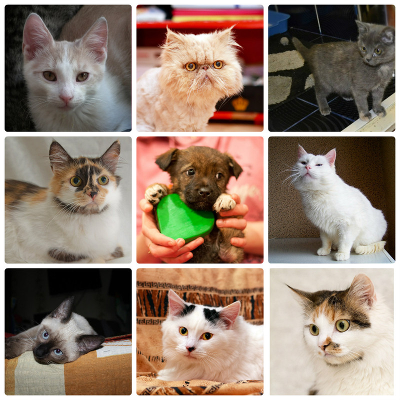 collage photocat3 — Postimages