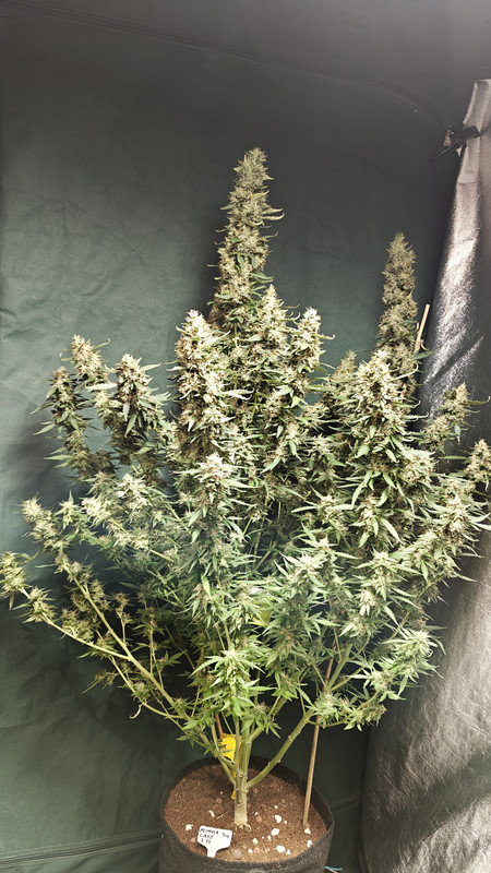 Mimosa Cake auto — Postimages