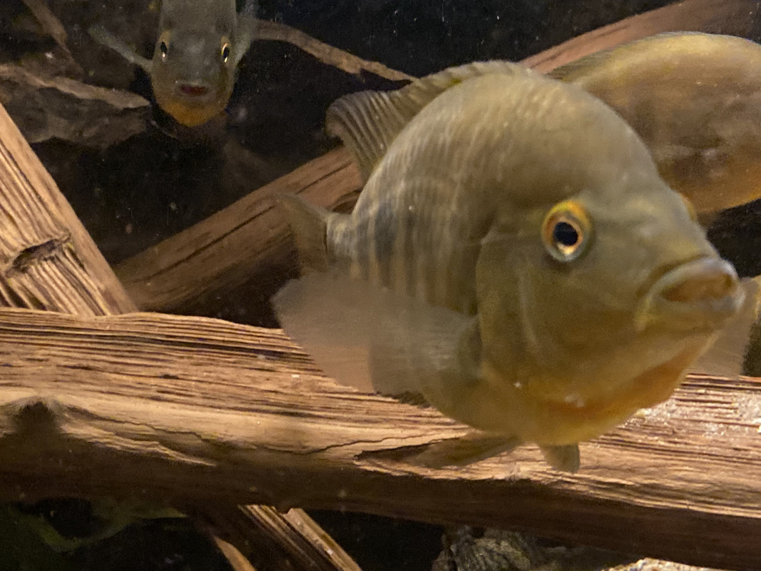 IMG 0795 — Postimages