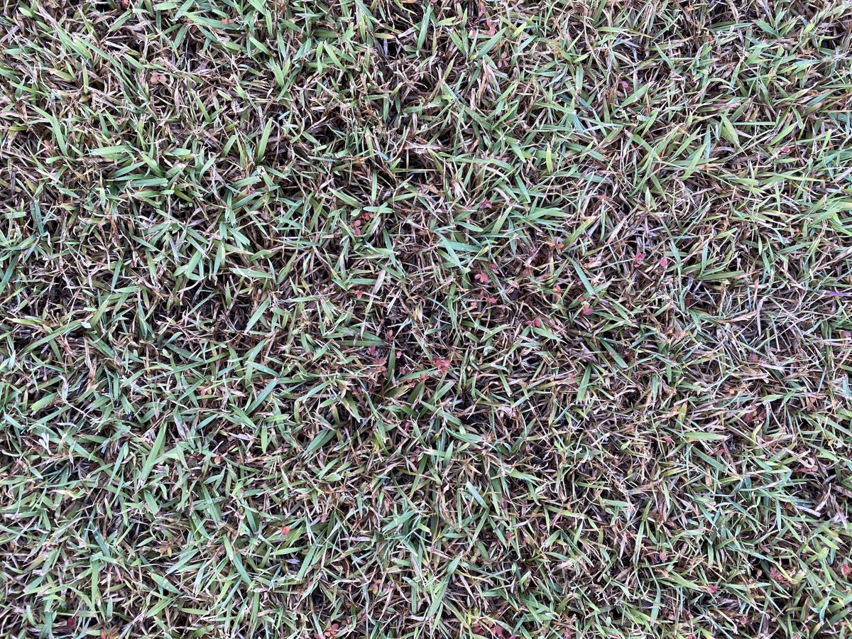 phyllanthus 1200 — Postimages