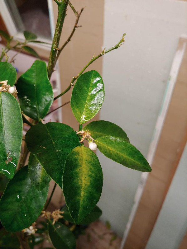 lime4 — Postimages