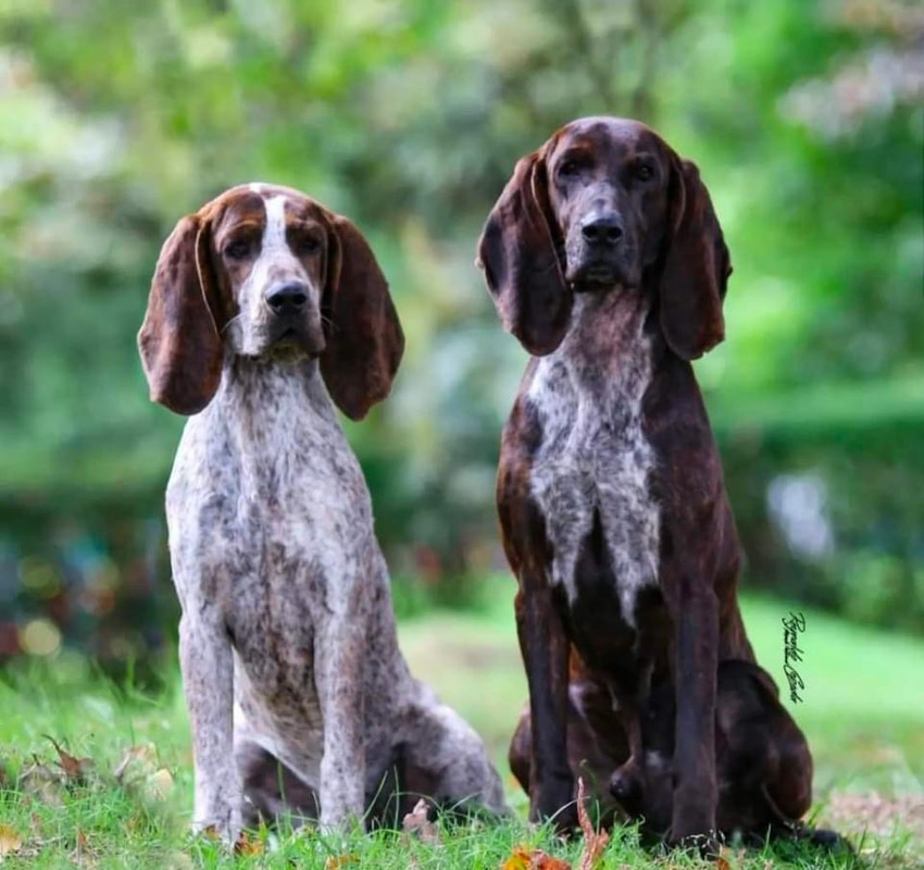 Is The Colombian Fino Hound A Good Breed Of Dog