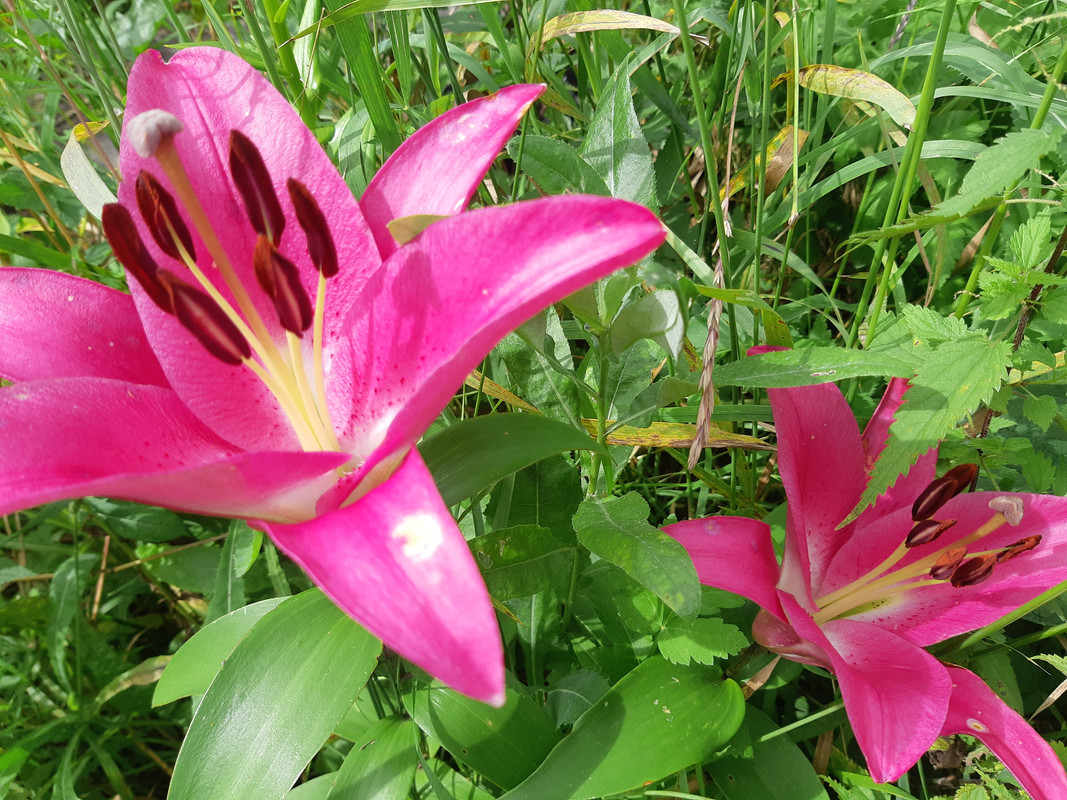 20210822 130847 — Postimages