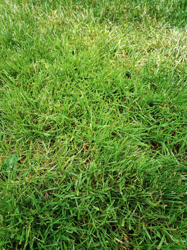 Grass Split — Postimages