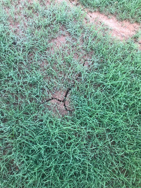 New grass dried/cracking dirt | Lawn Care Forum