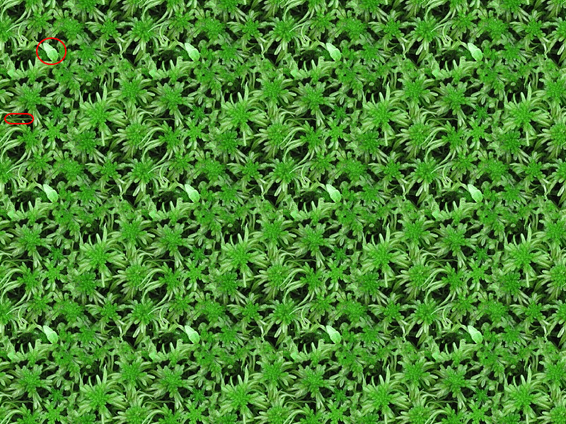 Patterns - it's very simple! - Textures - Paint.NET Forum