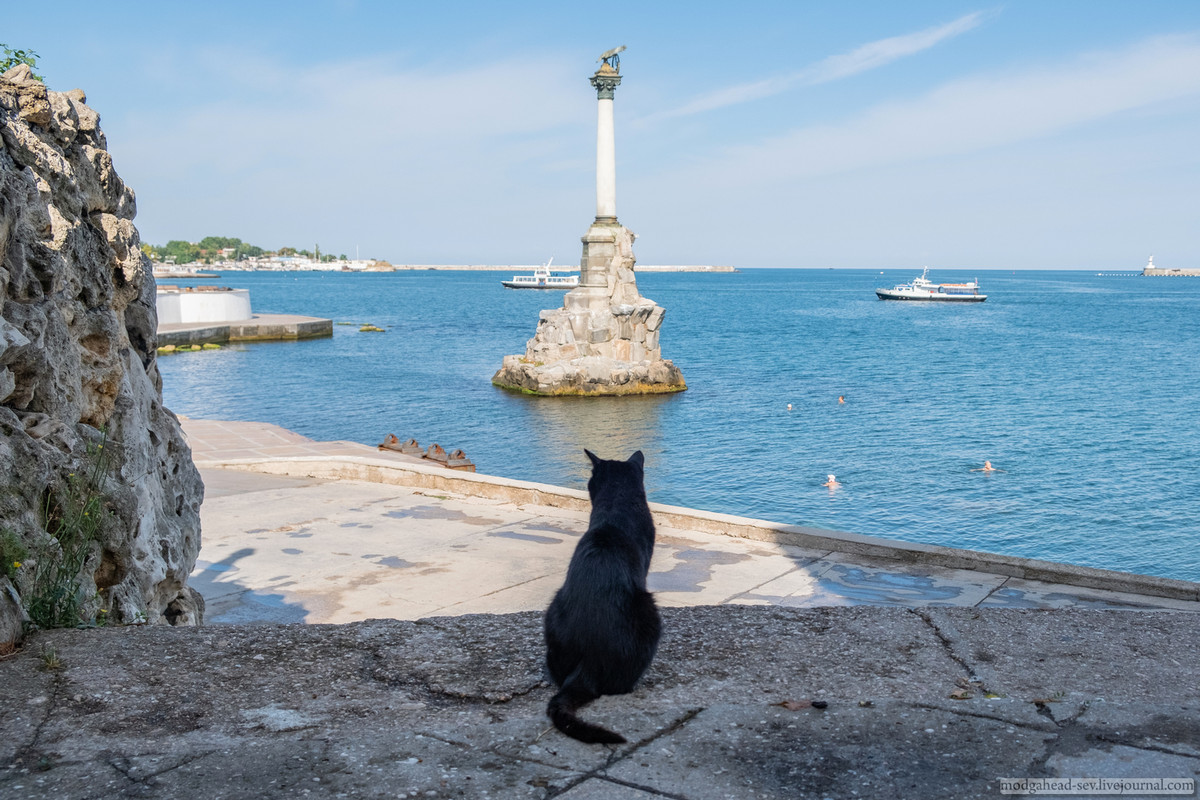 Cats sev 2755 — Postimages