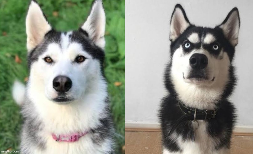Which husky looks better? With angry eyebrows or without? : r/dogs