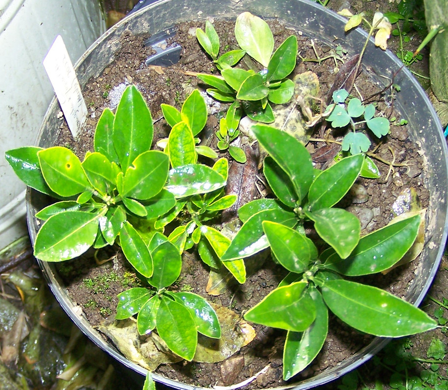 100 4156 2 — Postimages