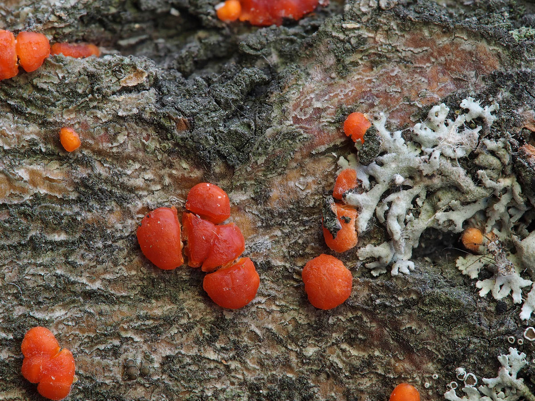 Asc sp 4 SAE 20211011 — Postimages