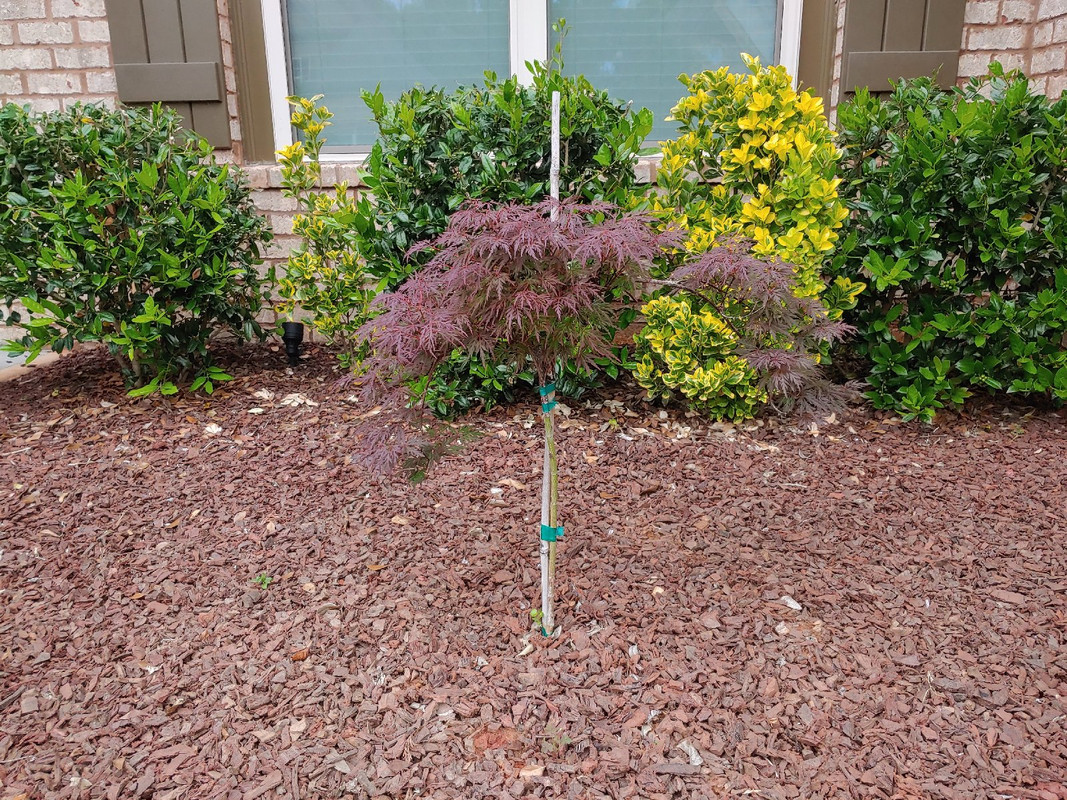 How to properly shape/form/stake this Japanese Maple? | Lawn Care Forum