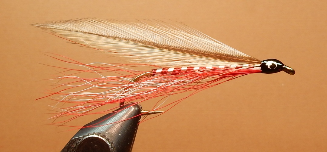Bleeding Shiner - Fly Tying - Maine Fly Fish