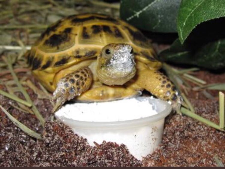 US Space Force, While Looking for Sea Turtles, Finds 30 Kilos of ...