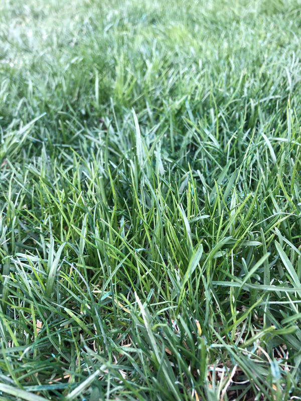 Colonial Bentgrass (astoria) question | Lawn Care Forum