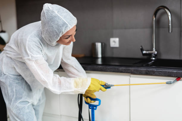 A Quick Guide to Efficient Orlando Termite Treatment