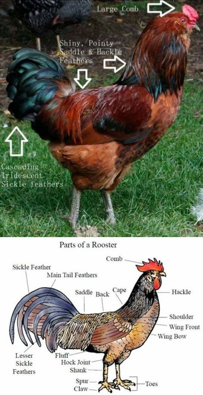 Chicken experts! What do we have here? - AR15.COM