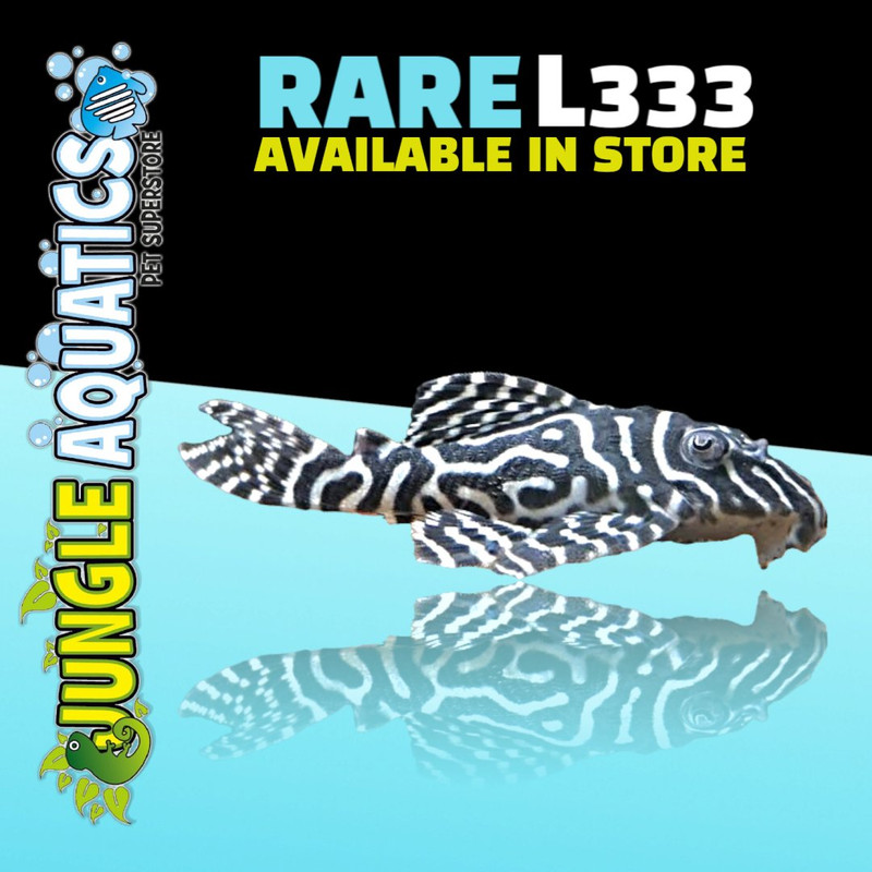 Tiger King Pleco L333 | Tropical Aquariums SA
