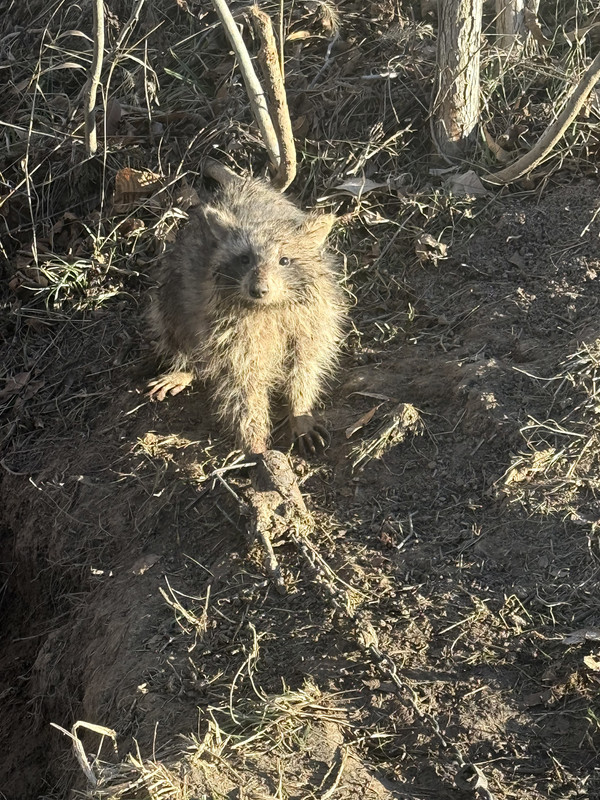 2026 Dead Critter Thread …. - 24hourcampfire