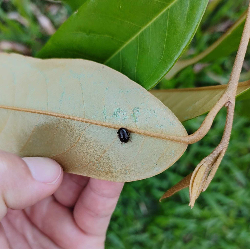 beetle — Postimages