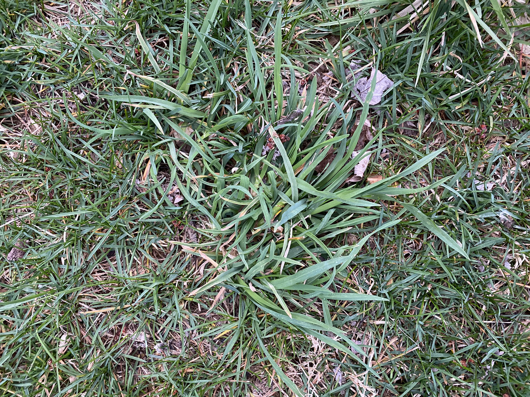 What grassy weed is this? | Lawn Care Forum