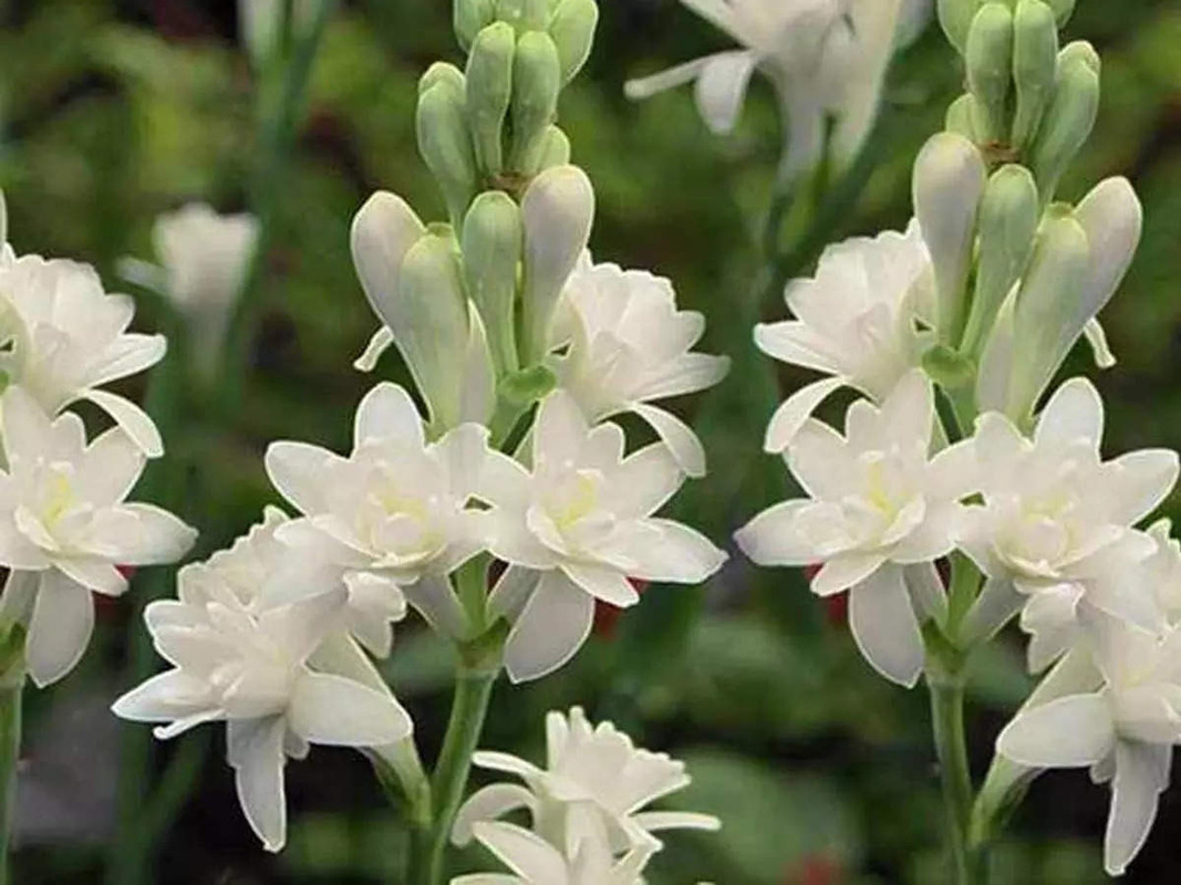 স্বামী-স্ত্রীর সম্পর্কে মিষ্টতা বাড়ায় এক গোছা রজনীগন্ধা, দূর করে ...