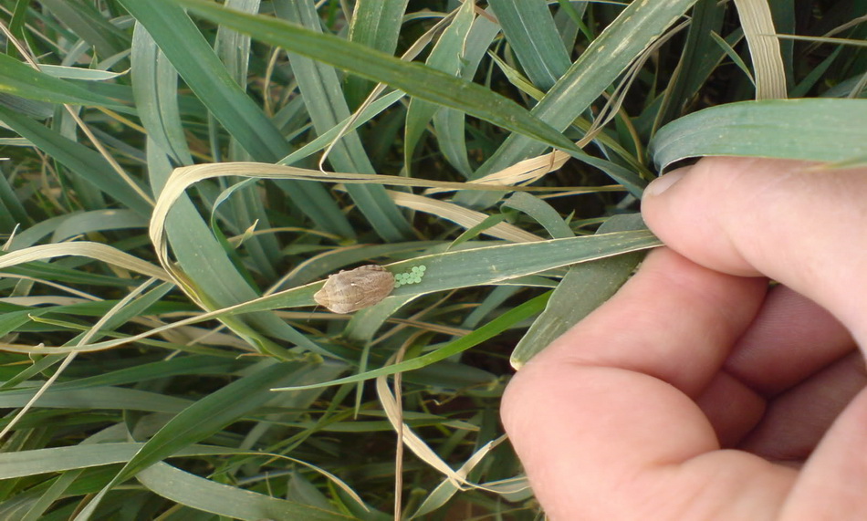 Ечемик | Агрокалендар - Май | АГРО.БГ