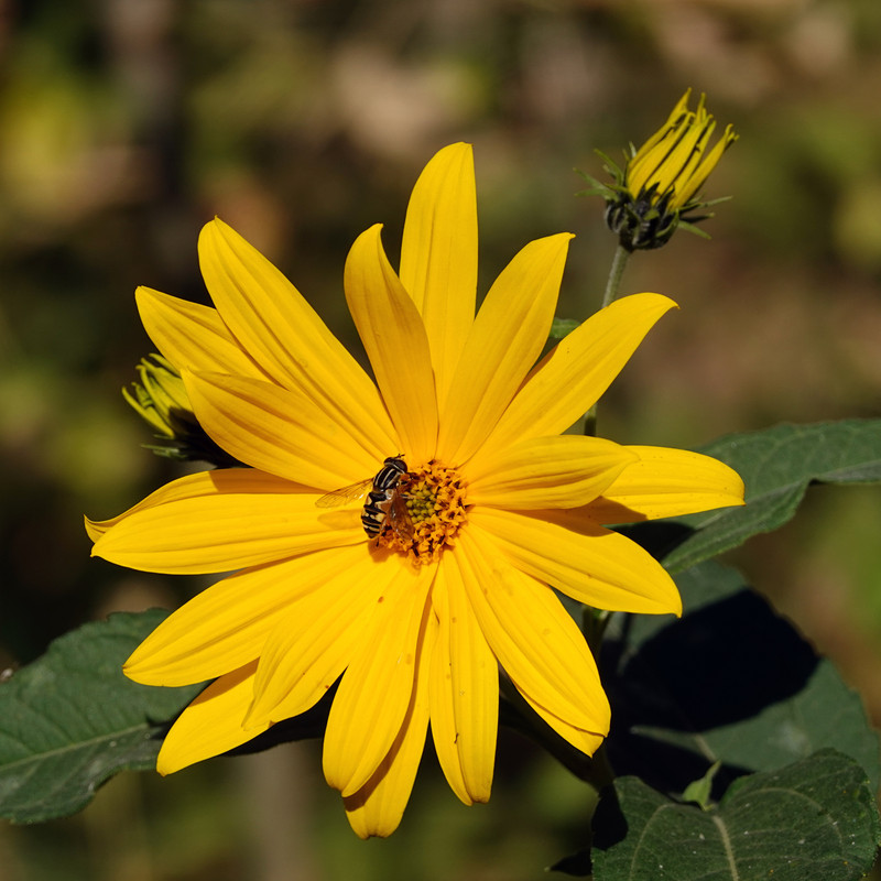 Wasp on Flower — Postimages